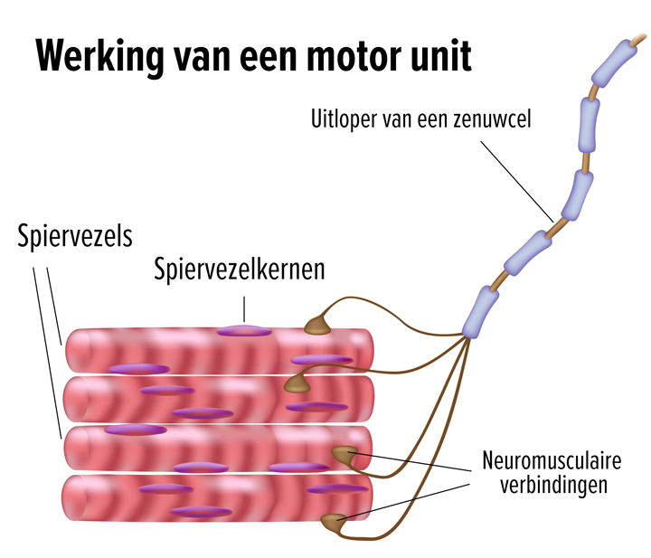 Wat is een motor unit? Lees hier het antwoord! | FIT.nl