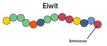 Eiwitten: alle belangrijke informatie - FIT.nl