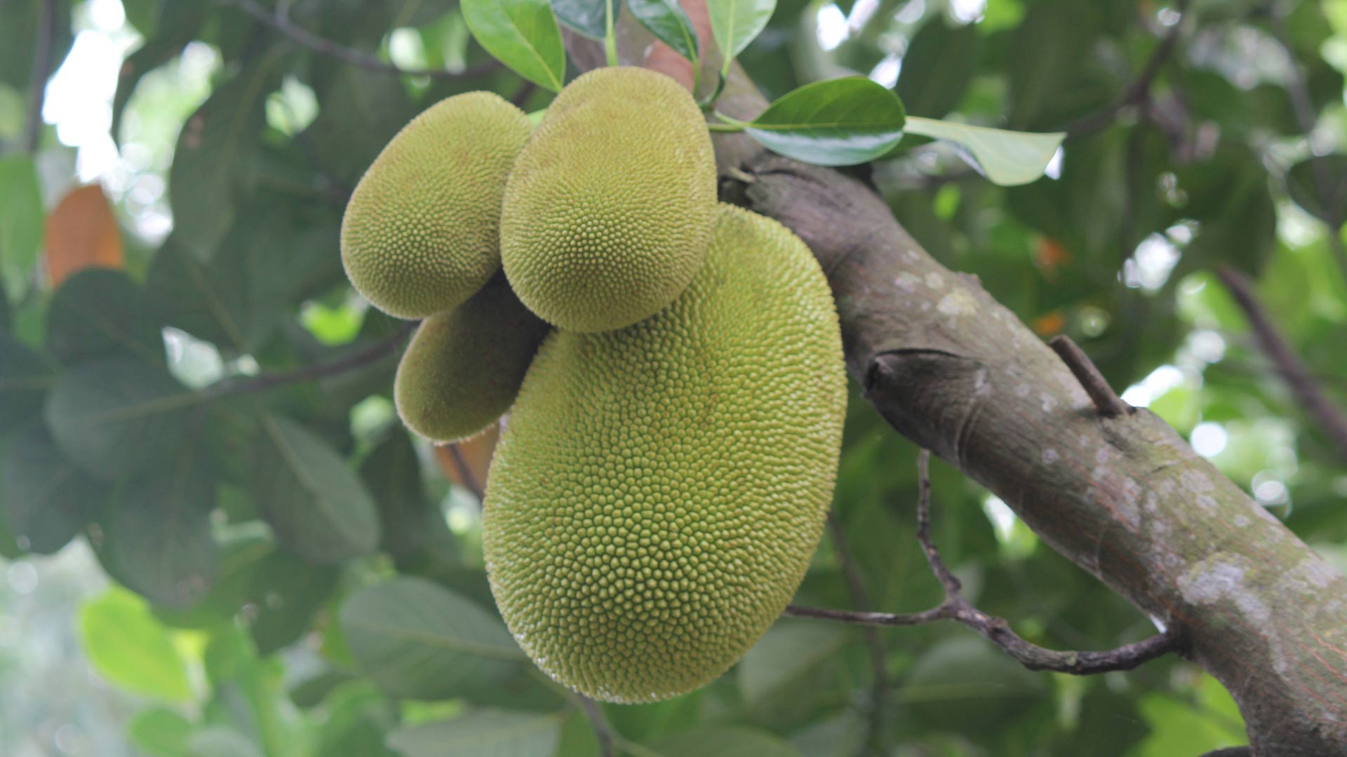 Is jackfruit een goede vleesvervanger? - FIT.nl